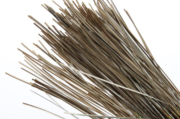 Stripped Peacock Eye Quills 26 pcs